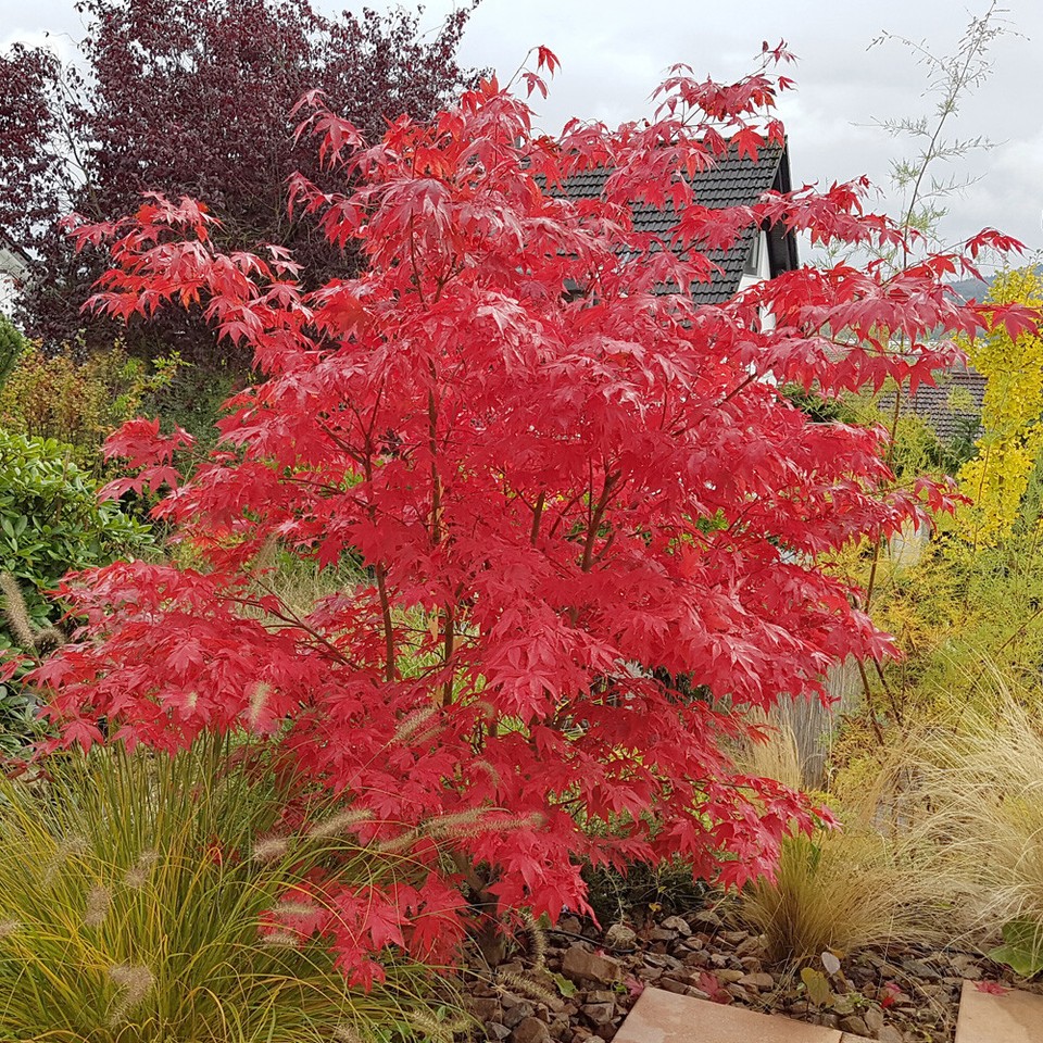 Acer Palmatum 'Osakazuki' Hardy Garden Deciduous Tree 1 or 2 x 7cm Pot ...