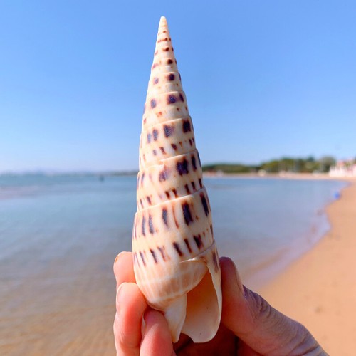 Bamboo Shoots Conch Shell Natural Sea Snail Home Ornaments Fish Tank ...