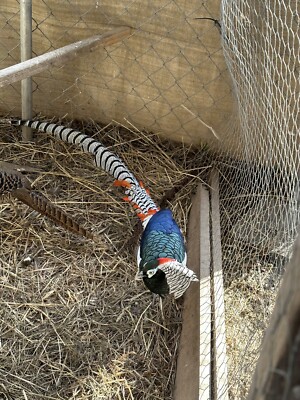Poultry - Pheasant Hatching Eggs