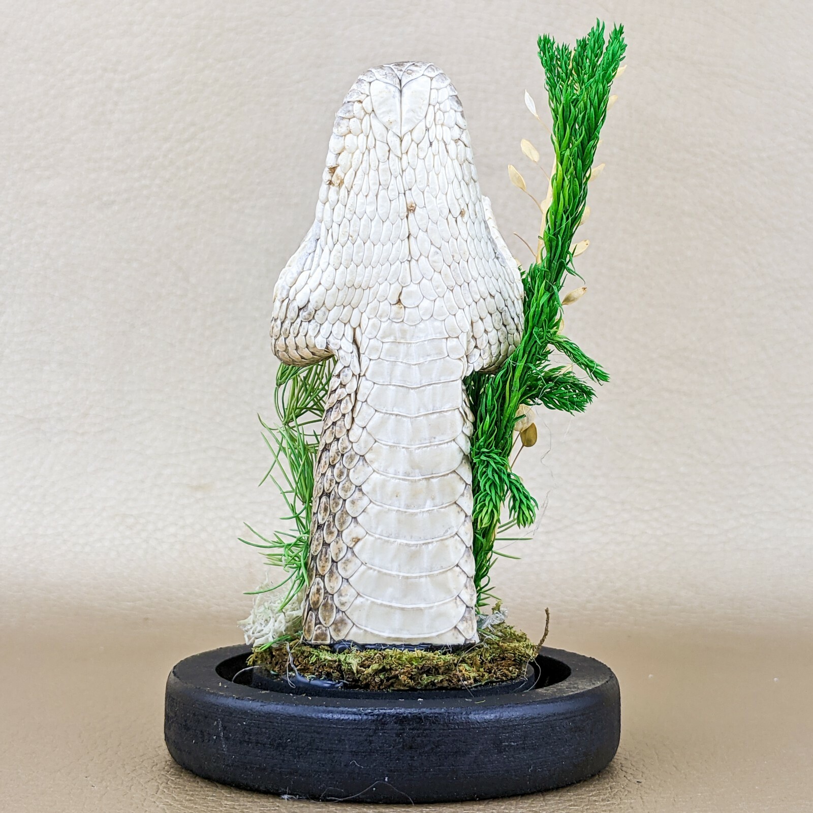 Rattlesnake Snake head Glass dome display Taxidermy Oddities ...