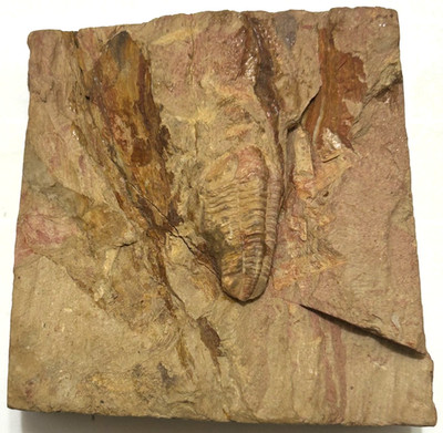 Trilobite Fossil in Iron-Stained Mudstone Matrix – Complete Body ...