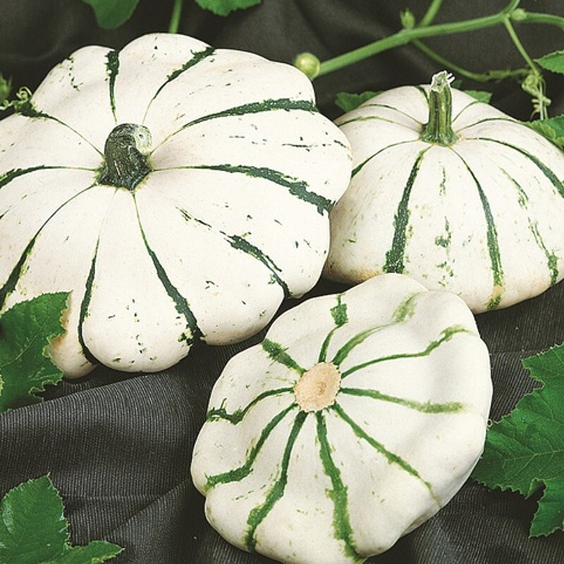 Partial Eclipse F1 Hybrid Squash, Summer (Cucurbita Pepo) Vegetable ...