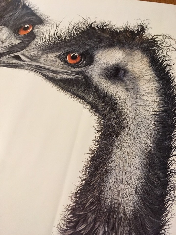 David Higgins Emu Illustration Art Poster 27x20 1985 Whimsical | eBay