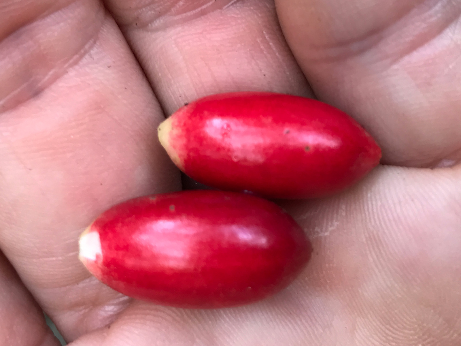 Miracle Fruit Synsepalum dulcificum Miracle Berry Fruit Seedling PLANT ...