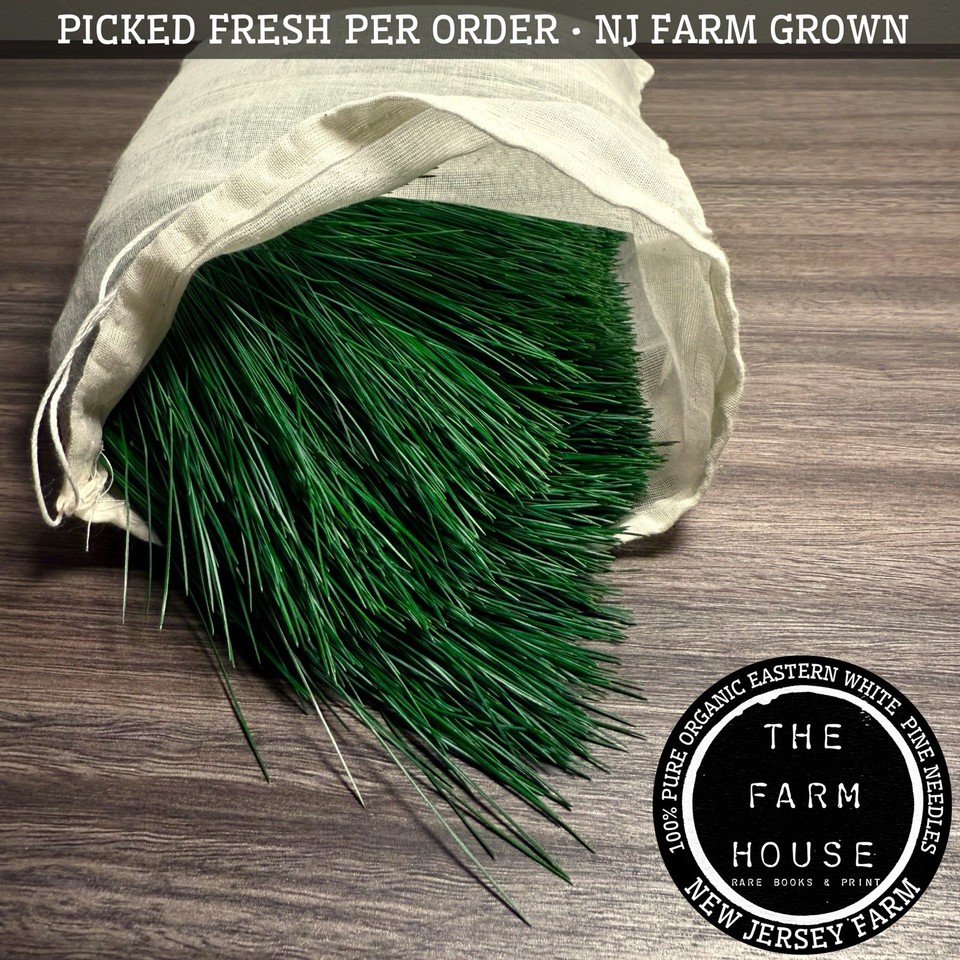 1 POUND EASTERN WHITE PINE NEEDLES - PICKED FRESH PER ORDER - ORGANIC ...