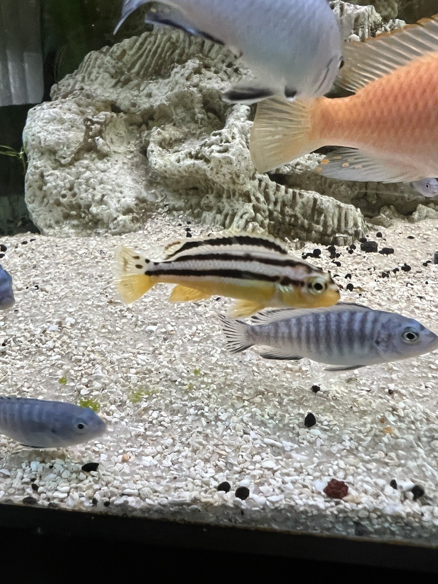 Blue Auratus Cichlid