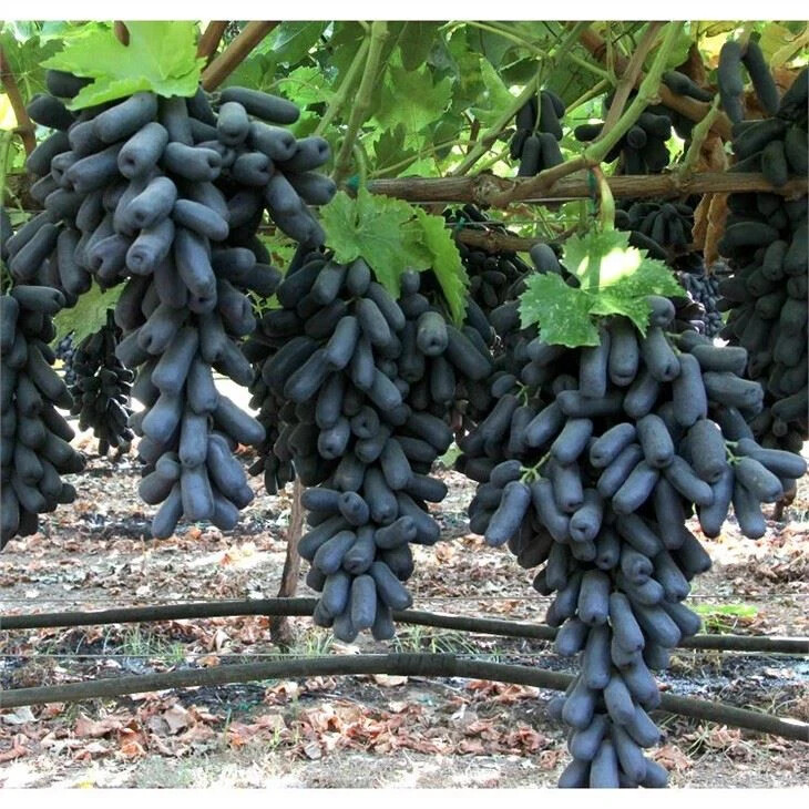 MOON DROPS GRAPES- 1 node in rooting cube, ready foir rooting | eBay