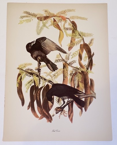 Vintage Audubon John James Birds of America Fish Crow Lithograph Art ...