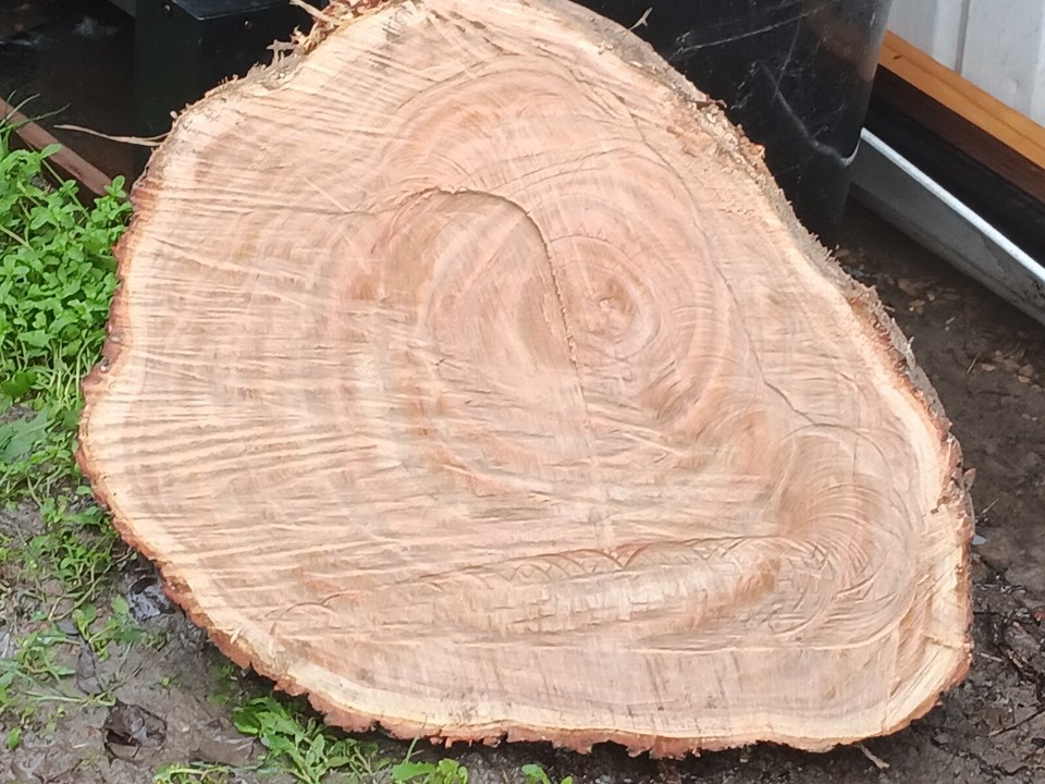 Natural Live edge Pecan round wood slab tree slice, table tops, D.I.Y ...