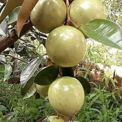 Grafteed Caimito Chrysophyllum Caimito Variegated Fruit Tree Free ...