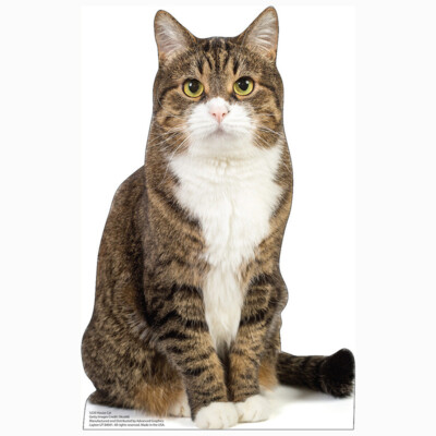 HOUSE CAT Lifesize CARDBOARD CUTOUT Standee Standup Poster Prop Pet ...