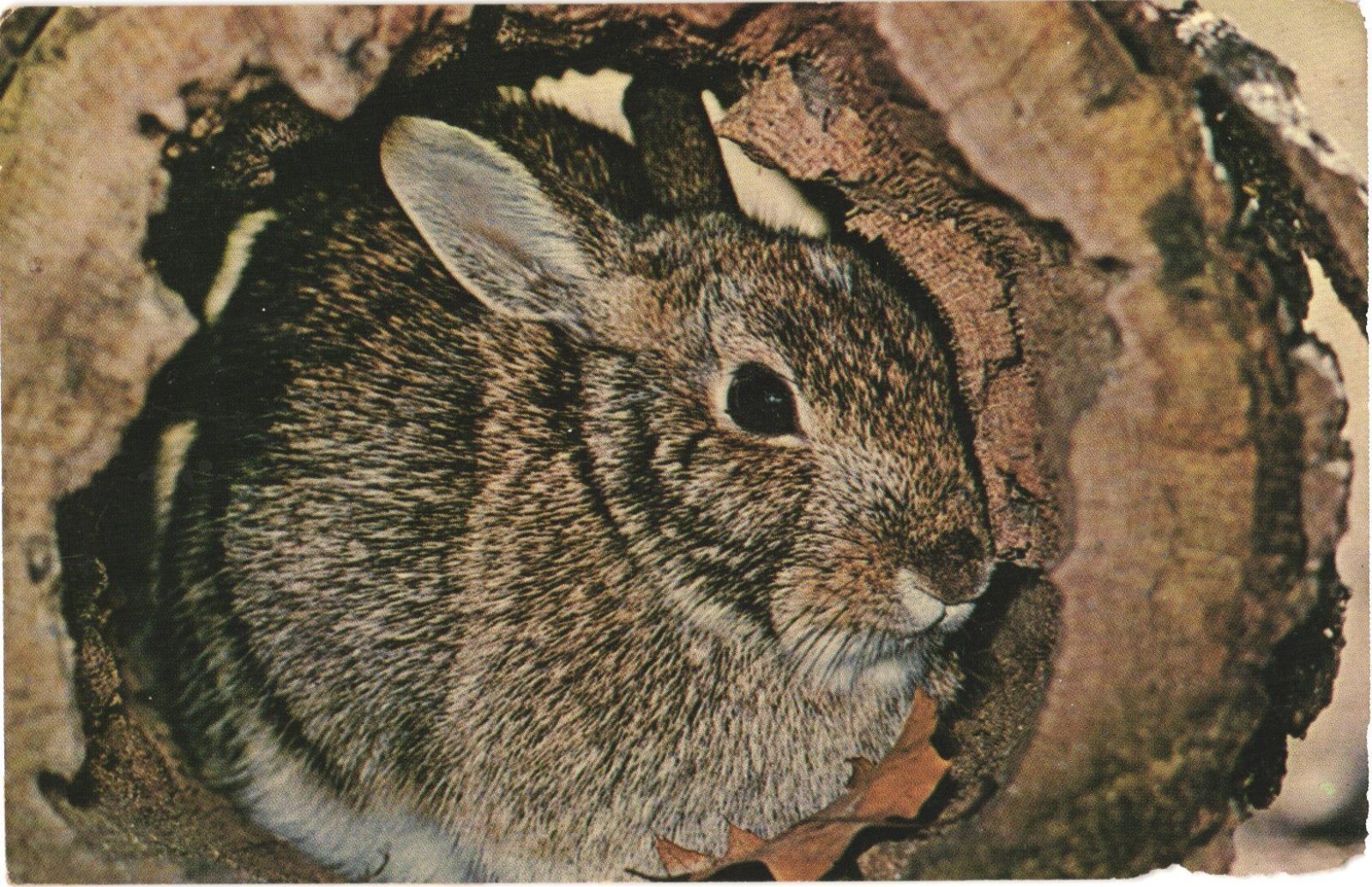 Cotton Tail Rabbit, Big Game of The Small Boy, Game Animal of Michigan ...