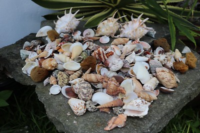 Huge Lot of Seashells 5+ LBS Sea Shells Best Price! Free Ship! | eBay