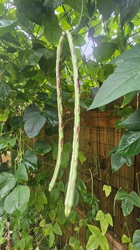 Thai Soldier Long Bean Seeds (25) - Florida Grown / Organic | eBay