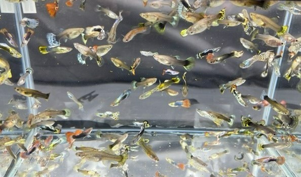 16 LIVE MIXED ASSORTED FANCY GUPPY TROPICAL COMMUNITY AQUARIUM ...