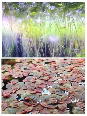 6 x Amazon Frogbit PLUS 6 x Red Root Floaters Tropical Floating ...