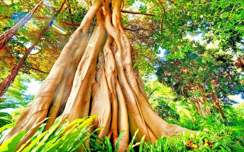 80+ Medicinal Ficus Religiosa Seeds: Budha Peepal, Sacred Fig, A ...
