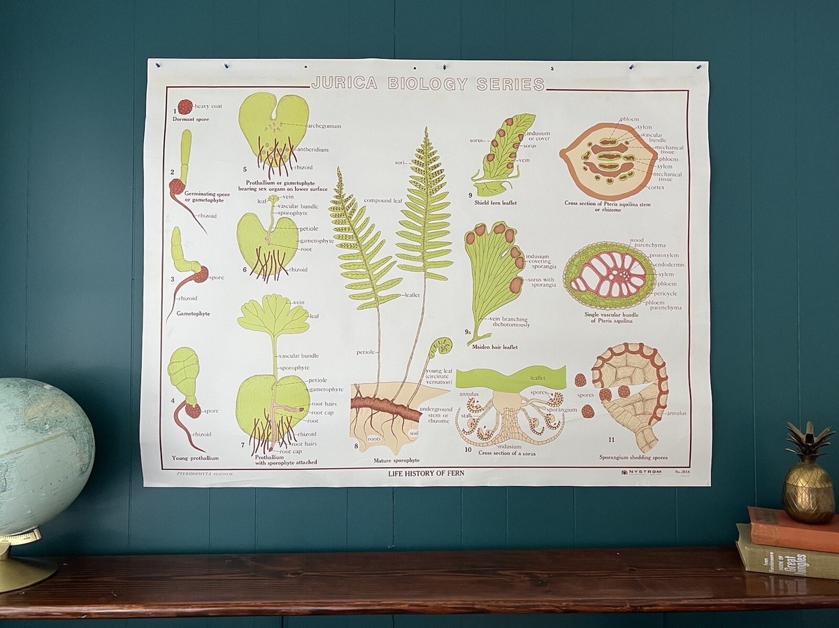 Vintage Biology Posters Vintage Fringe Science Warning Poster