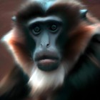 Monkey Fack Foto for sale | eBay