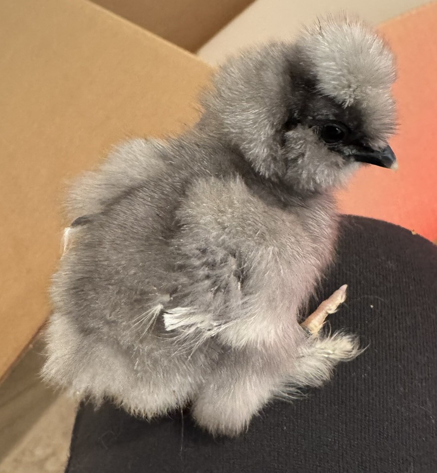 6 Show Quality Silkie Chicken Hatching Eggs Lavender Mottled, Etc ...