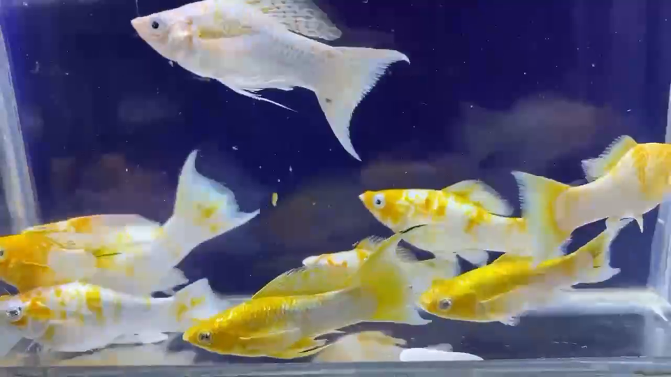 MOLLY SAKURA BLUE EYE RELYTAIL LONG BODY BREEDING LIVE FISH HIGH ...