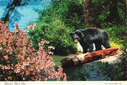 Postcard Black Bear Roanoke Valley Postcard & Paper Collectable Show VA ...