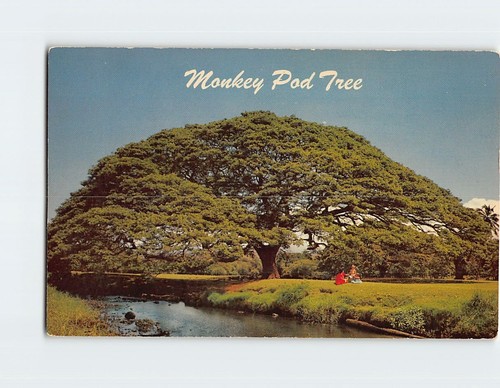Postcard Monkey pod tree Hawaii | eBay