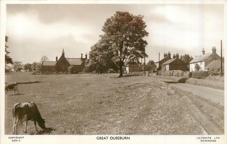 Great Ouseburn Yorkshire Cattle Grazing Left England OLD PHOTO | eBay