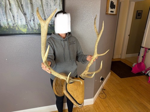 Real Elk Antlers Set Wild Idaho 5x5 Horns Skull Plaque Mount Rustic ...