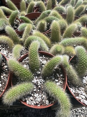Cactus Plant - Monkey Tail Hildewintera Colademononis - Live Plants In ...