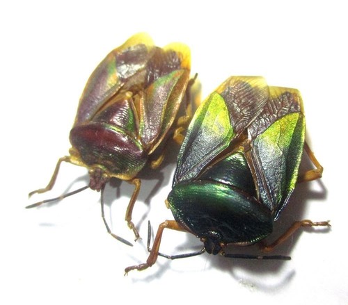 B012 KYNV | NL : Mattiphus species? 2pcs. 24.5mm/25mm A-/A1 | eBay