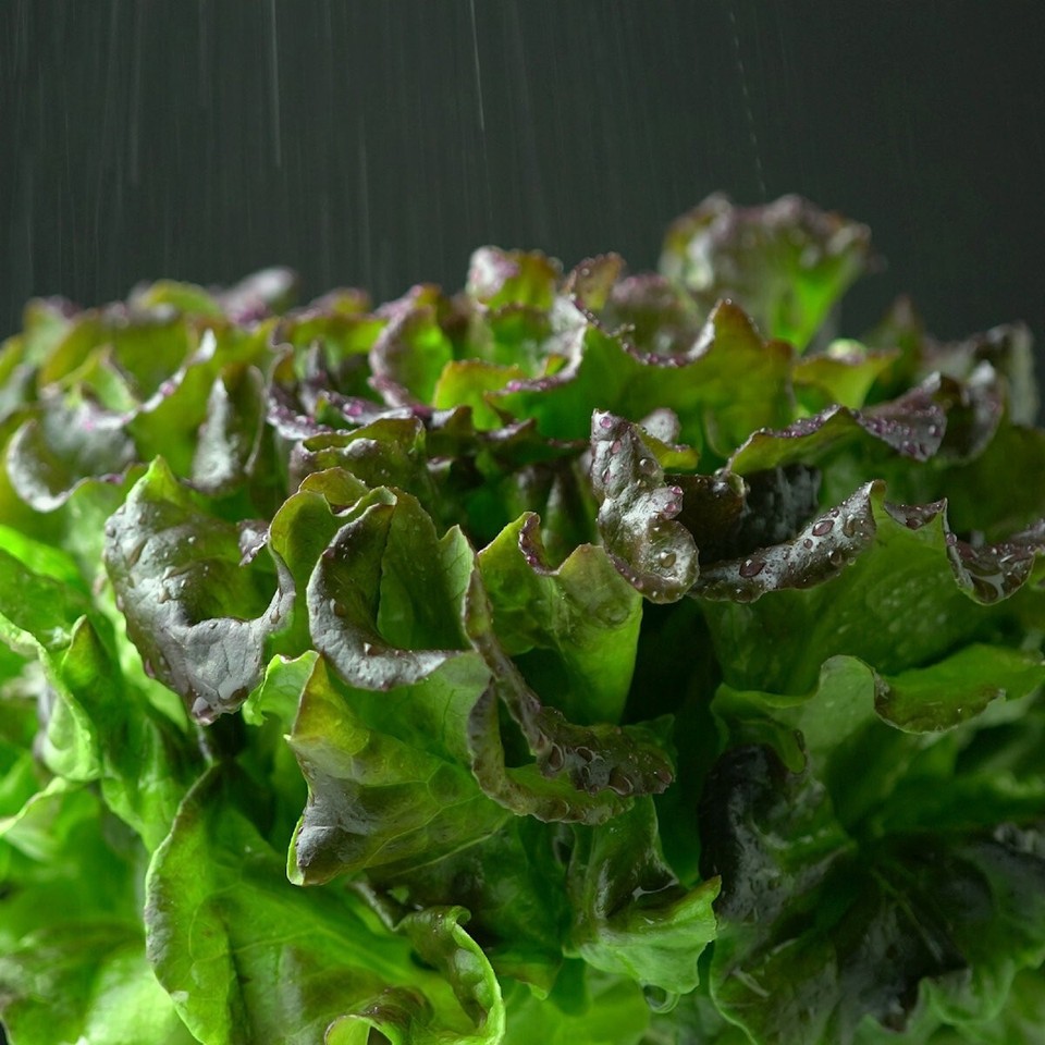 1/4 Lb Bronze Mignonette Butterhead Lettuce Seeds - Everwilde Farms ...