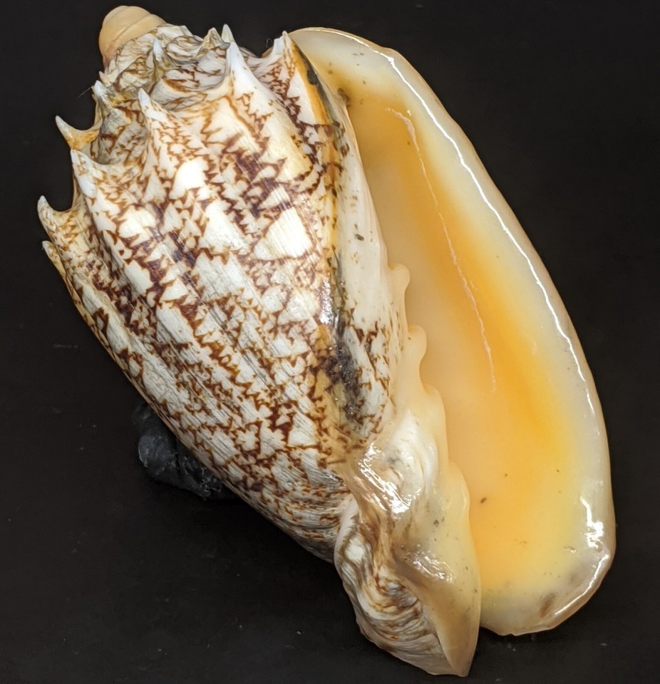 Cymbiola chrysostoma 74.5mm VOLUTIDAE Golden-mouth Volute Seashell | eBay