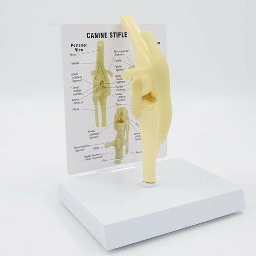 Animal Skeleton Model Canine Knee Joint Anatomical Manual Science Gifts | eBay