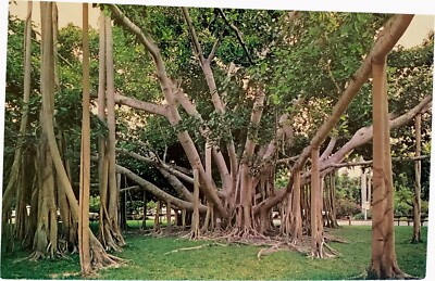 Postcard, Banyan Tree, Edison Winter Home, Fort Myers, Florida | eBay
