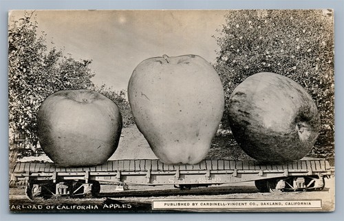 EXAGGERATED CALIFORNIA APPLES ANTIQUE REAL PHOTO POSTCARD RPPC COLLAGE ...