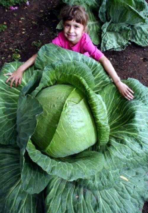 Seed HUGE O-S Cross Giant Cabbage 50 Seeds 70lb HEAD Garden | eBay