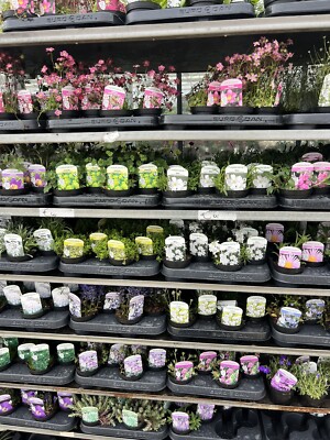 5x MIXED ALPINES ROCKERY PLANTS, 9CM POTS MIXED VARIETIES HARDY, EASY ...