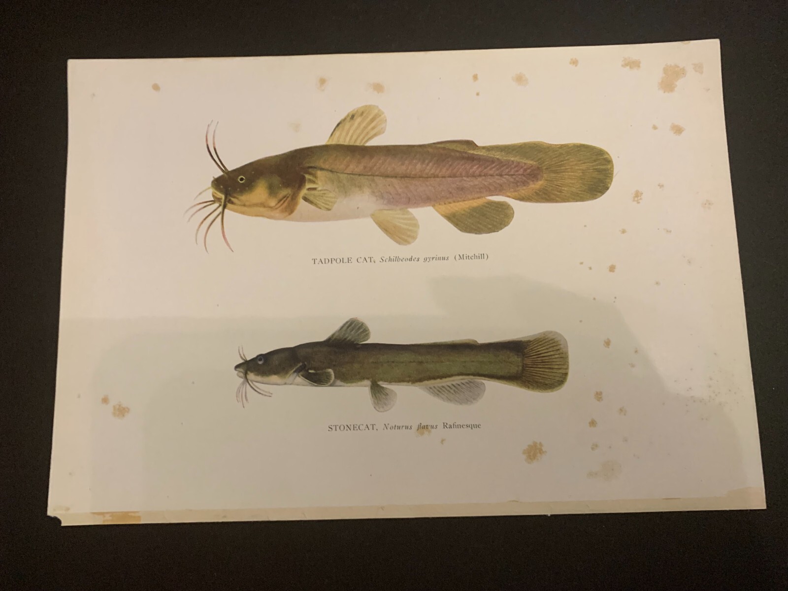 Vintage c.1910 Tadpole-Cat & Stonecat Chromolithograph Bookplate Fish ...