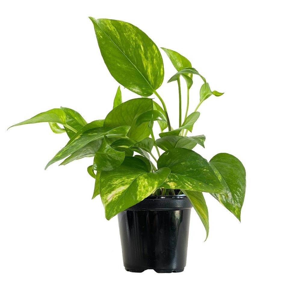 Golden Pothos/ indoor outdoor plant | eBay