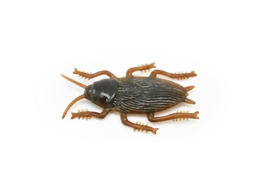 Cockroach, Realistic Flexible, Very Nice Rubber Reproduction 2" F3399 ...