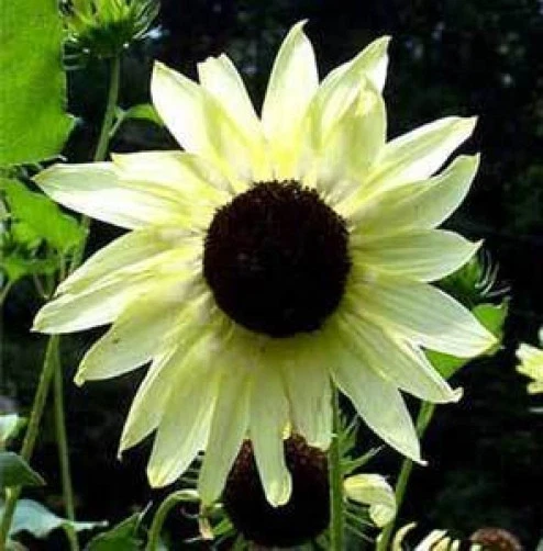 Italian White Sunflower