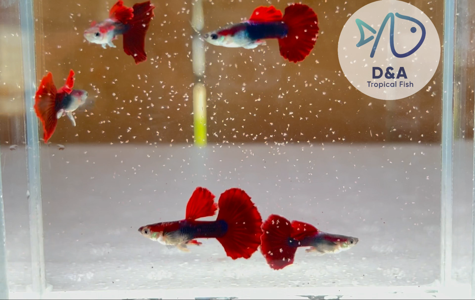 1 Pair - Live Aquarium Guppy Fish High Quality - Flower HB Red Rose DBS ...