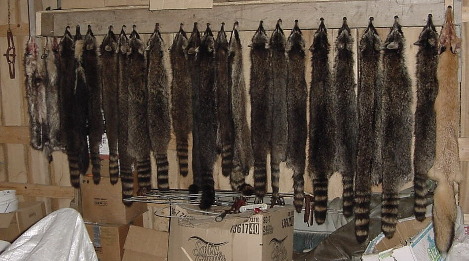 RACCOON FOX COYOTE Snares 3/32 7x7-48 inches long Deer Stops Clear tube ...