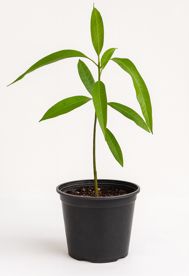 Mango Tree Palmer Seedling – Live Fruit Tree – Healthy Starter Plant ...