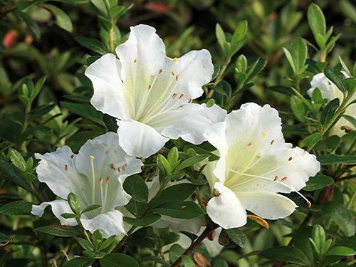 ( 1 ) - Gumpo White Dwarf Azalea - Starter Plant ( M ) ( 1 live plant ...