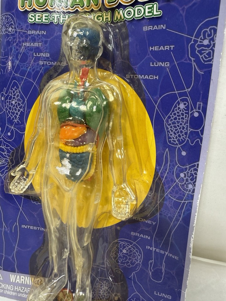 Human Body See Through Model Brain Heart Lungs Liver Stomach Kidney ...