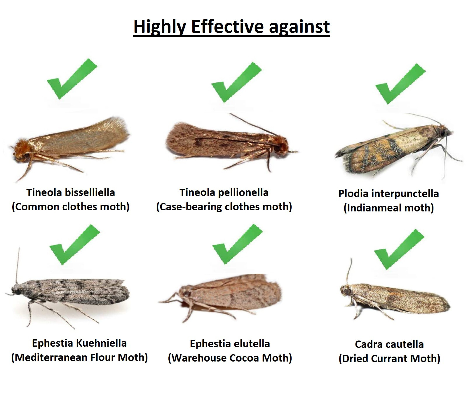 10 CLOTHES MOTH CARPET MOTHS TRAPS 10 CATCHER KILLER PHEROMONE PADS ...