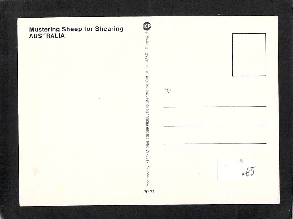 B2031 Australia Sheep Droving Multiview ICP postcard | eBay