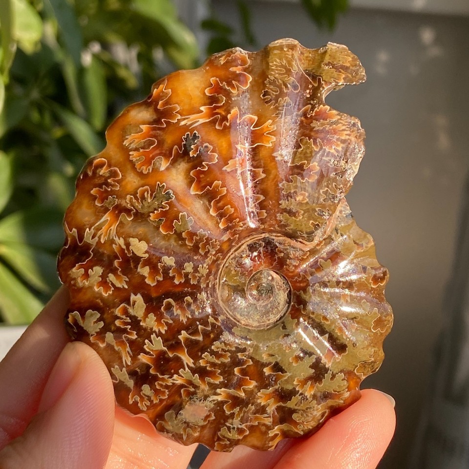 110g Top Natural Horn Screw Fossil Ammonite Conch Crystal Specimen ...